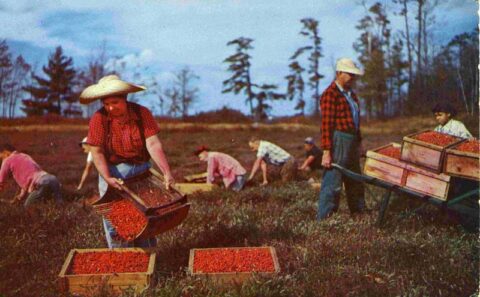 Cranberry Culture | Harwich Historical Society